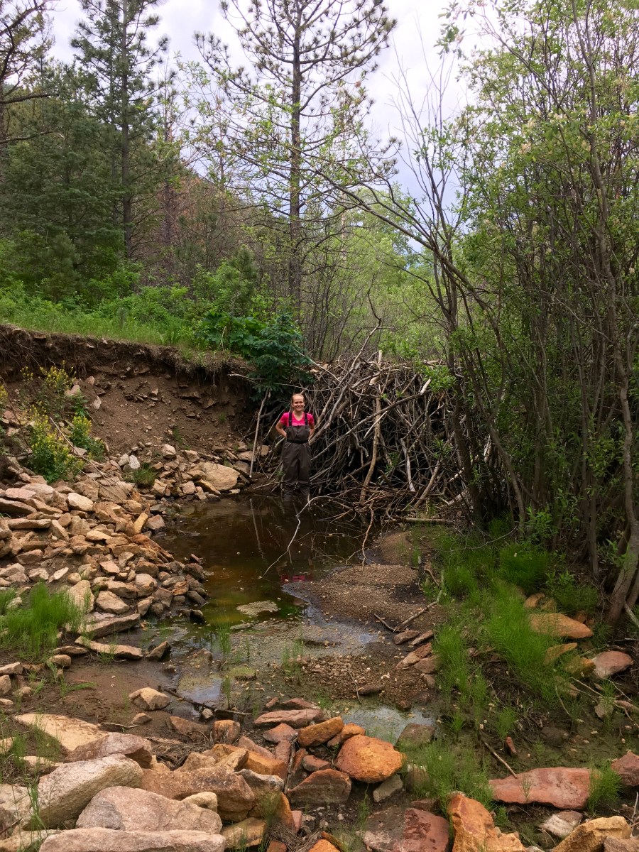 CV and Contact Info – Emily Fairfax, Ph.D