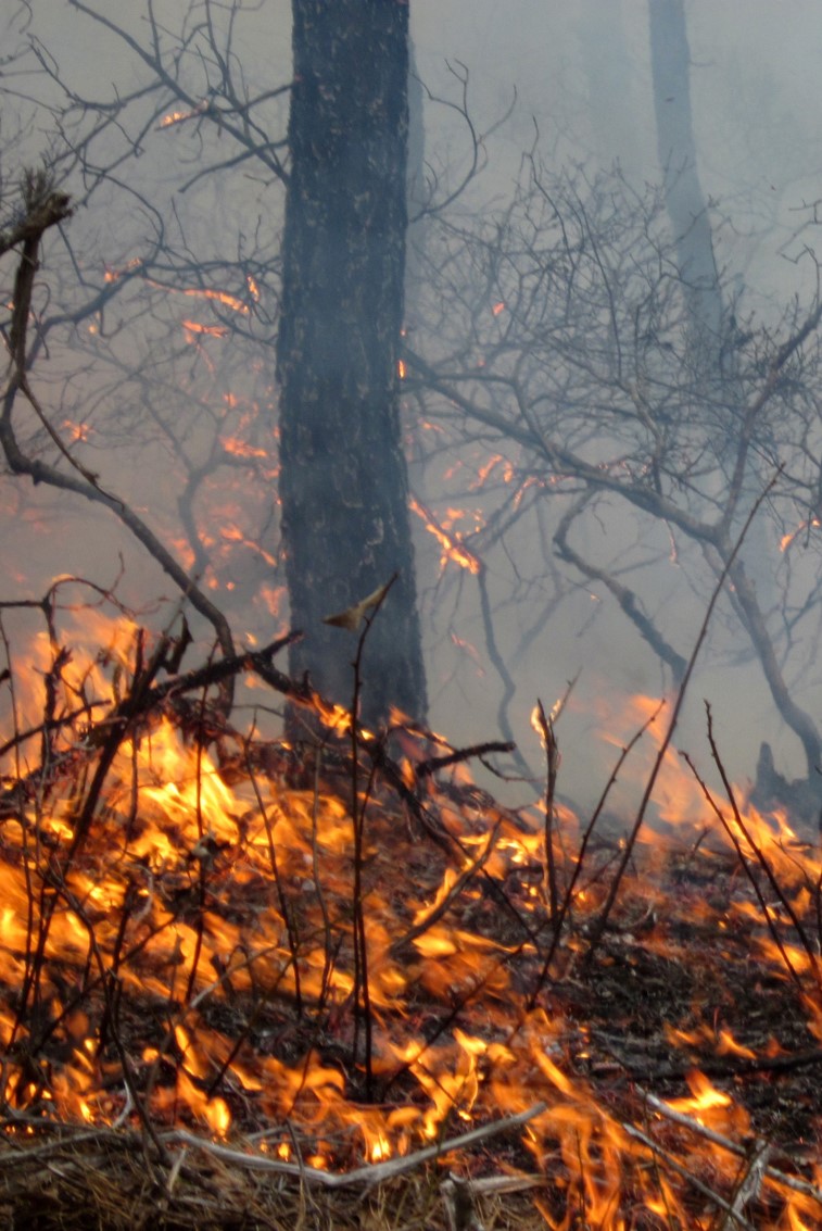 Research – Emily Fairfax, Ph.D