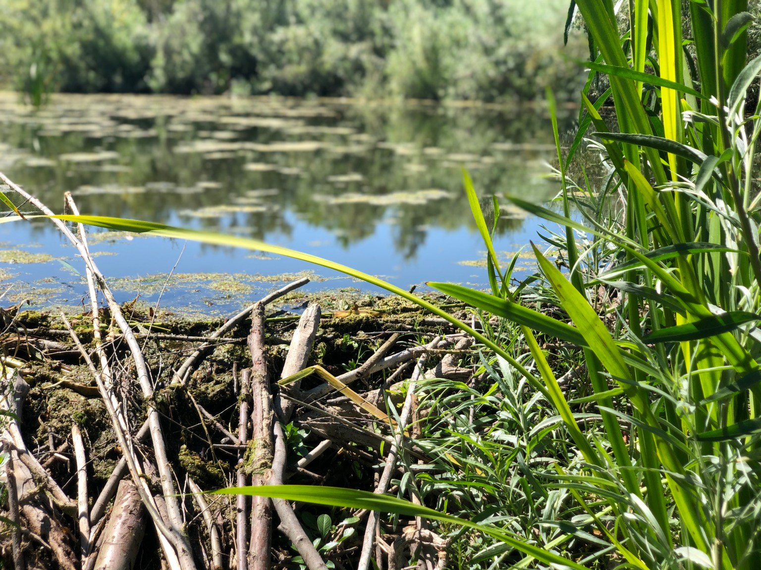 Beavers and Drought – Emily Fairfax, Ph.D