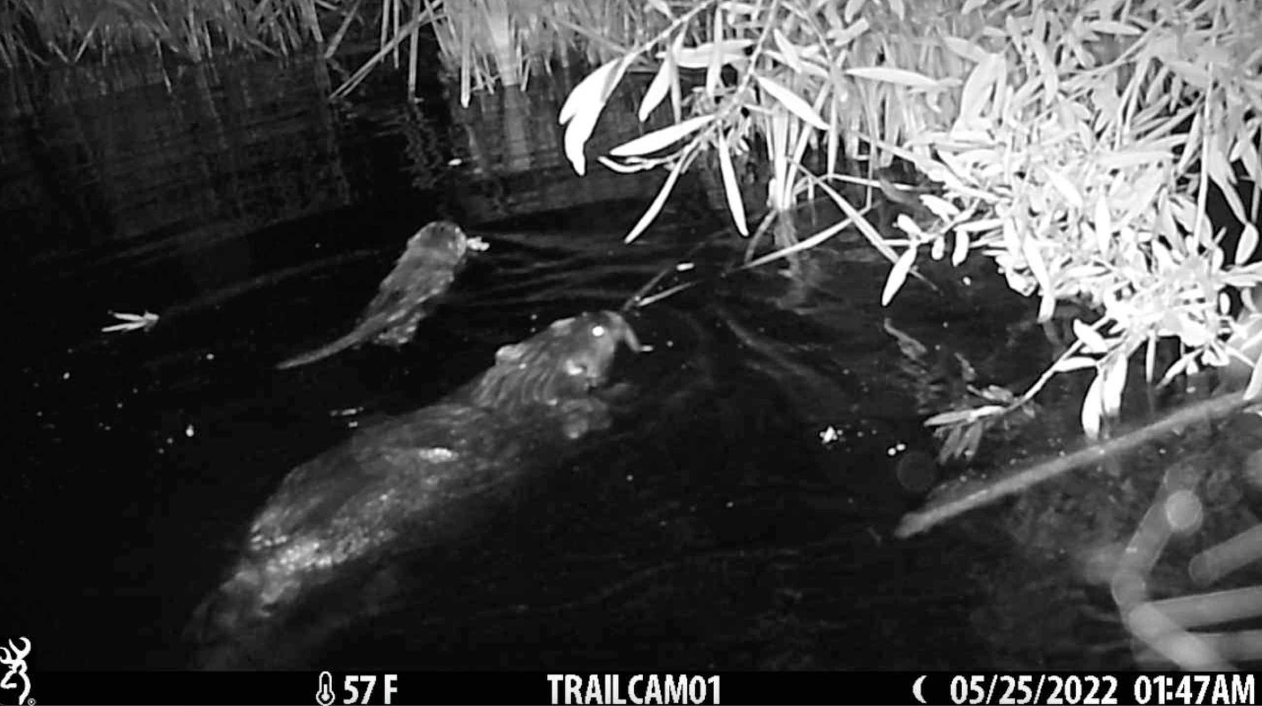 Beavers as Climate Mitigation and Adaptation – Emily Fairfax, Ph.D